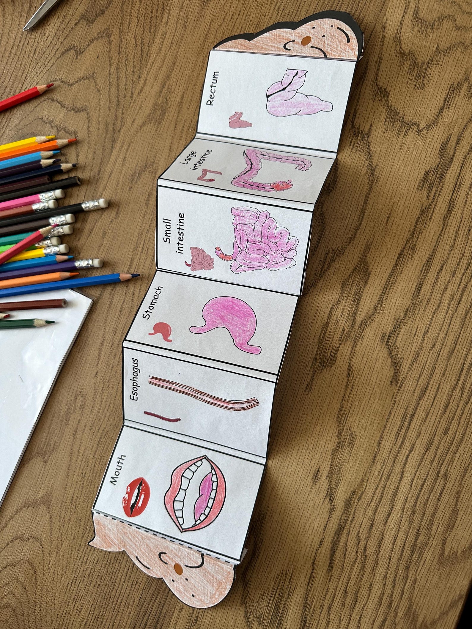 Human Body Digestive System Foldable Sequencing Activities for Kids ...