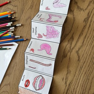 Human Body Digestive System Foldable Sequencing Activities for Kids ...