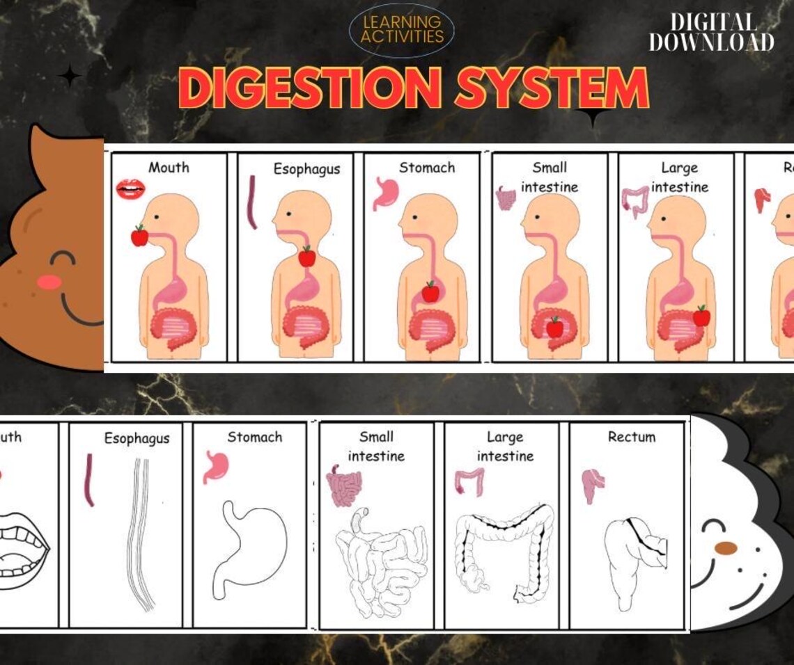 Human Body Digestive System Foldable Sequencing Activities for Kids ...