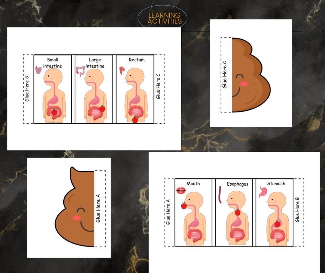 Human Body Digestive System Foldable Sequencing Activities for Kids ...