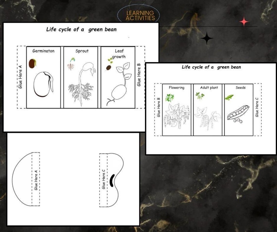 Life Cycle of a Plant Foldable, Science Lesson, Coloring Page Life ...