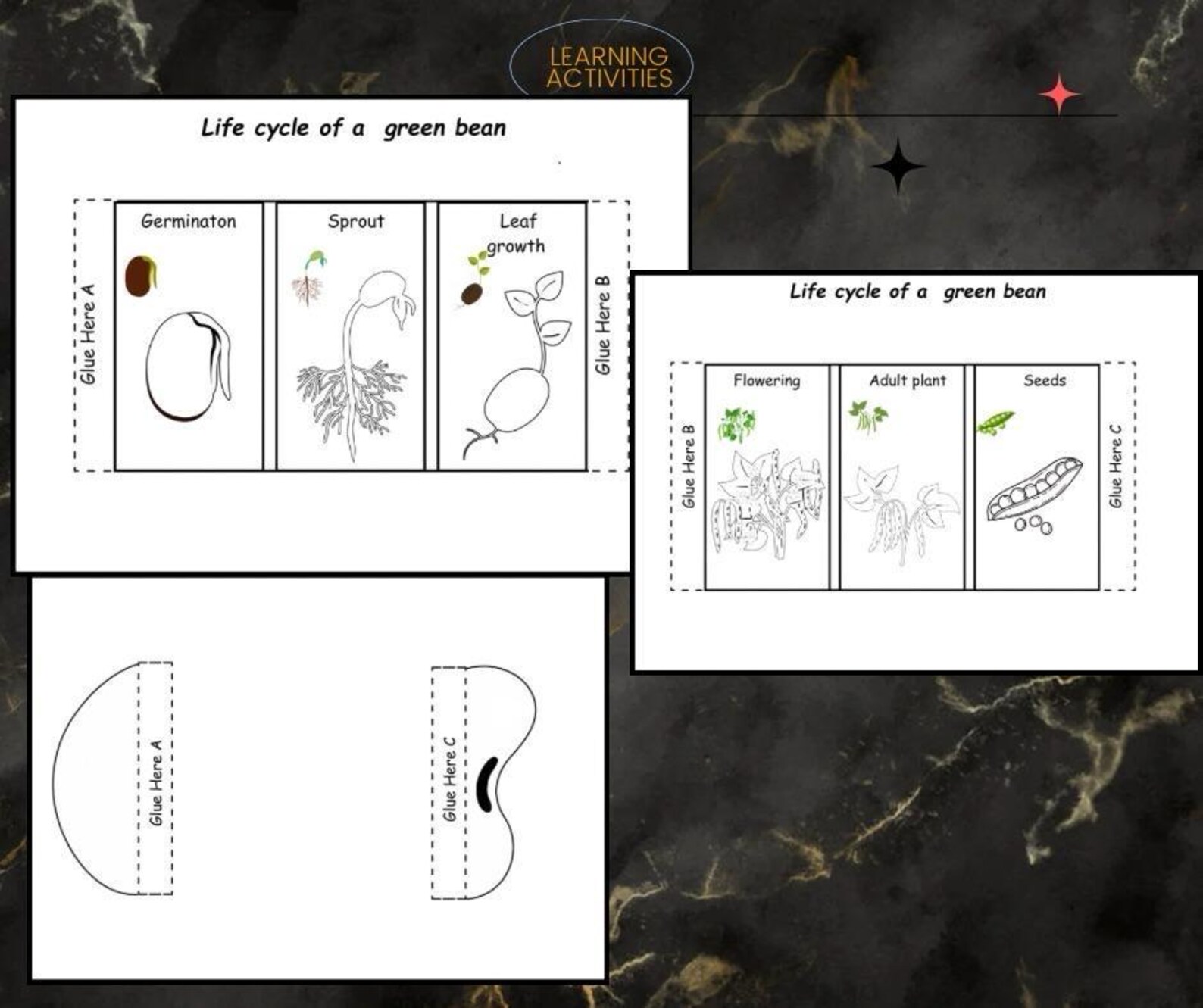 Life Cycle of a Plant Foldable, Science Lesson, Coloring Page Life ...