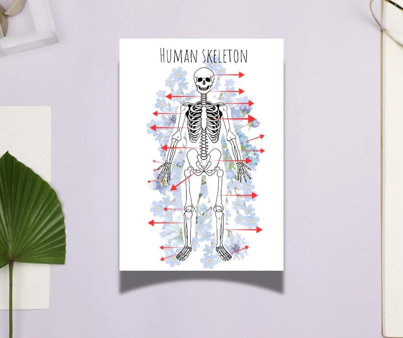 Human Skeleton Worksheet Printable | Anatomy Bones Labeling Activity ...