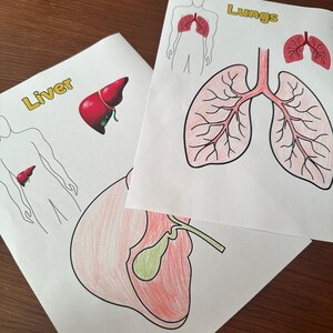 Human Body Organs, Human Body Coloring Pages, Human Anatomy, Coloring ...
