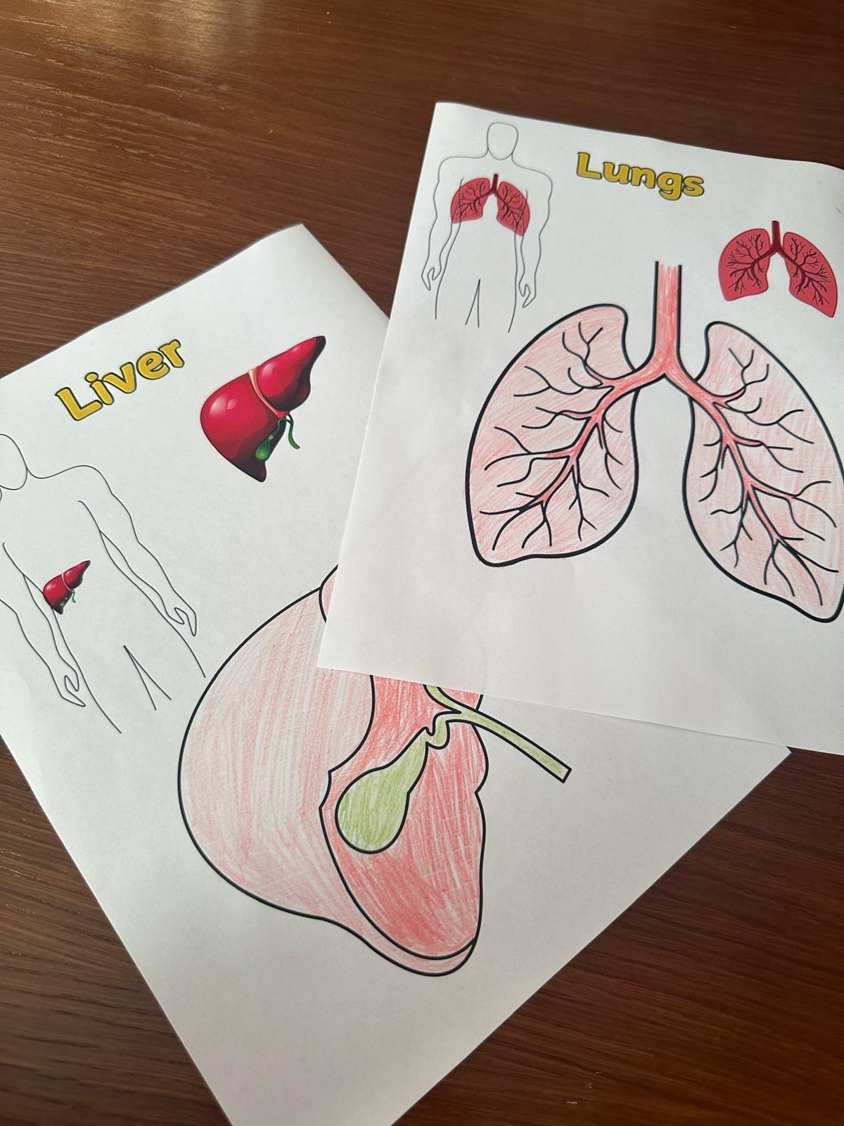 Human Body Organs, Human Body Coloring Pages, Human Anatomy, Coloring ...