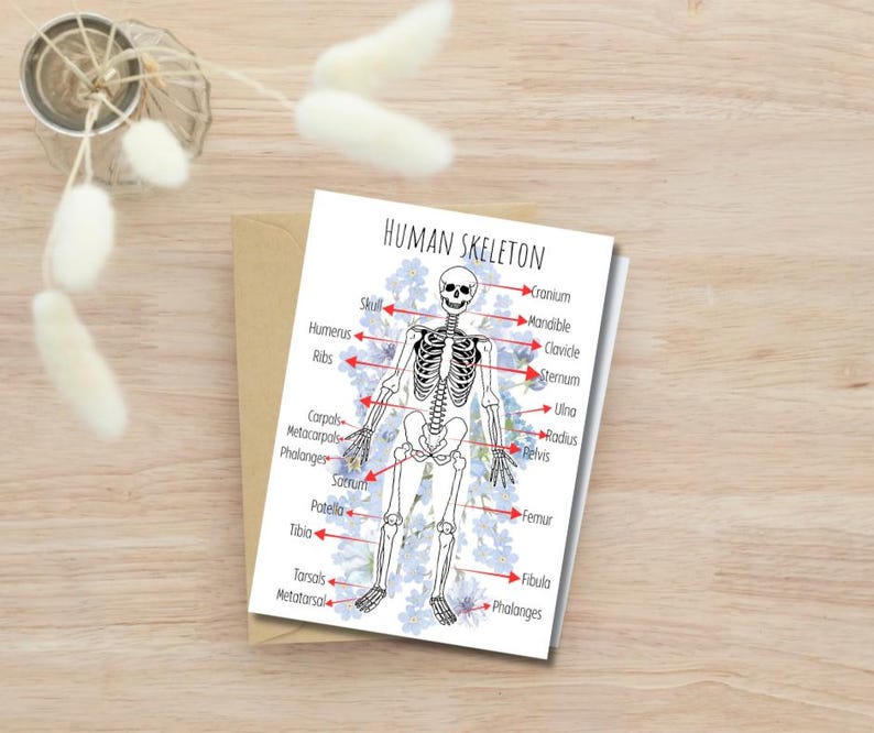 Human Skeleton Worksheet Printable | Anatomy Bones Labeling Activity ...