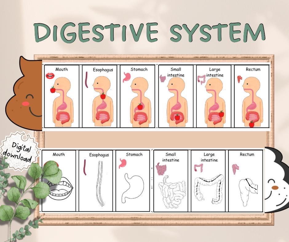 Human Body Digestive System Foldable Sequencing Activities for Kids ...