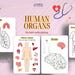 Human Body Organs, Human Body Coloring Pages, Human Anatomy, Coloring ...