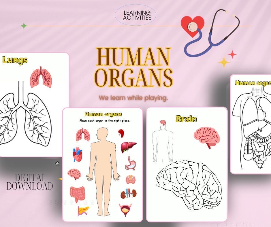 Human Body Organs, Human Body Coloring Pages, Human Anatomy, Coloring ...