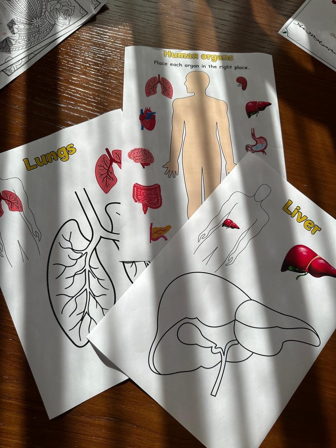 Human Body Organs, Human Body Coloring Pages, Human Anatomy, Coloring ...