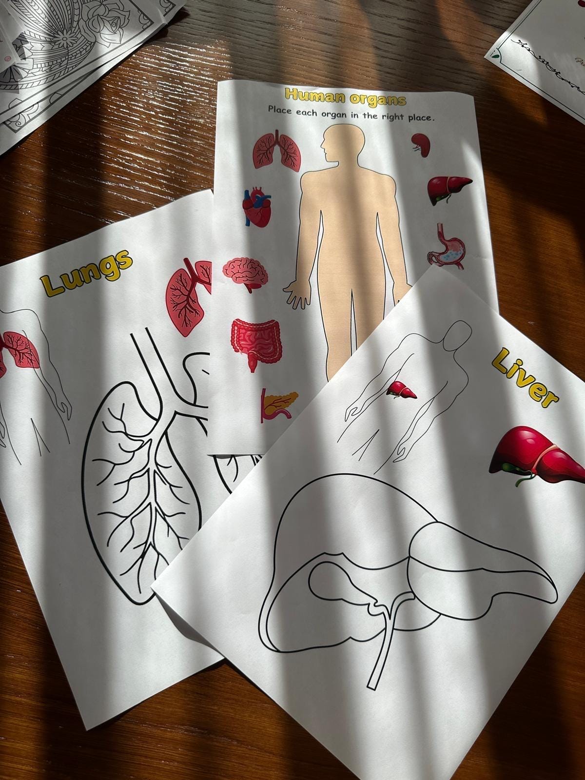 Human Body Organs, Human Body Coloring Pages, Human Anatomy, Coloring ...