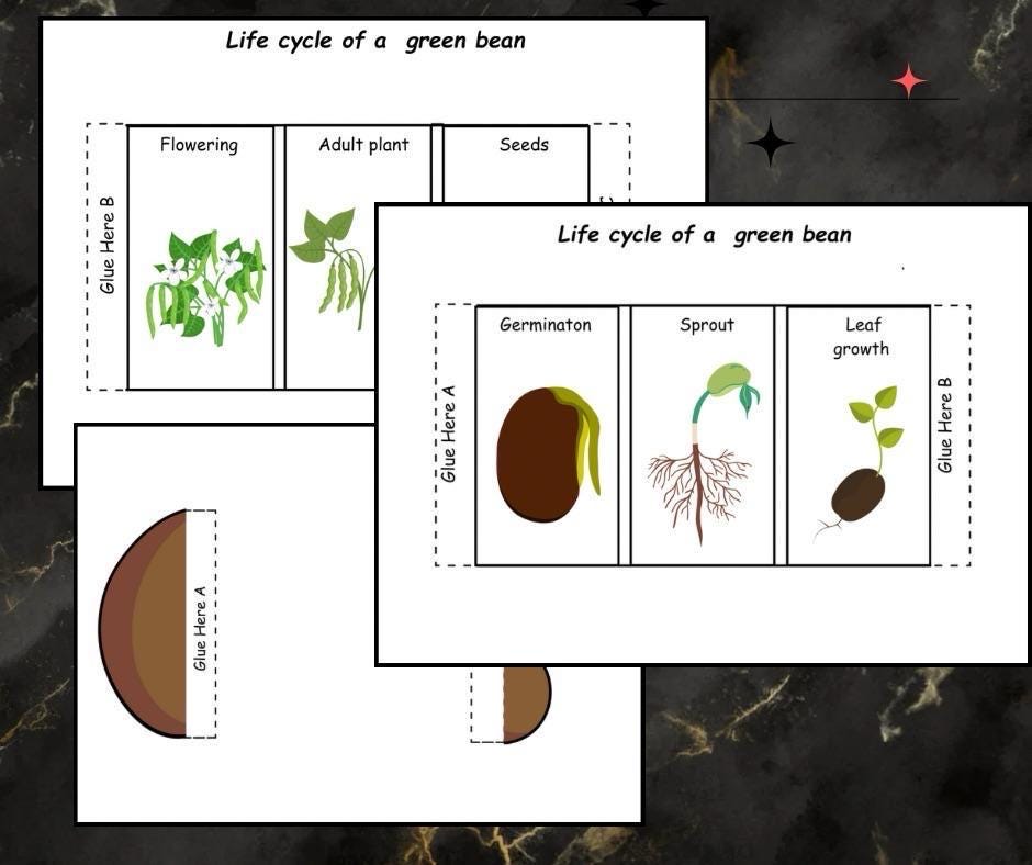 Life Cycle of a Plant Foldable, Science Lesson, Coloring Page Life ...