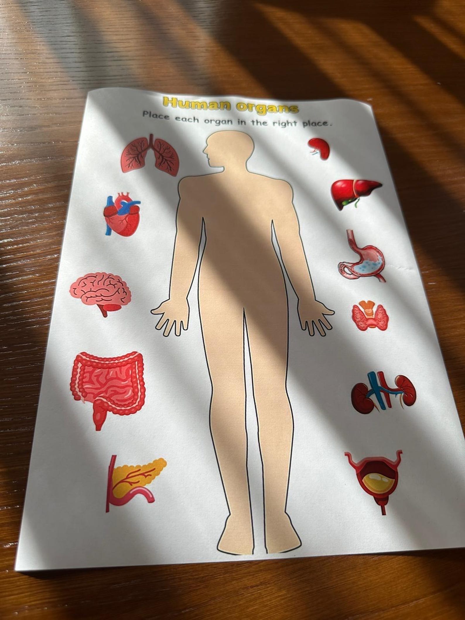 Human Body Organs, Human Body Coloring Pages, Human Anatomy, Coloring ...