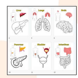 Human Body Organs, Human Body Coloring Pages, Human Anatomy, Coloring ...