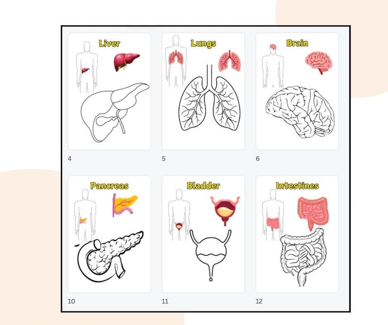 Human Body Organs, Human Body Coloring Pages, Human Anatomy, Coloring ...