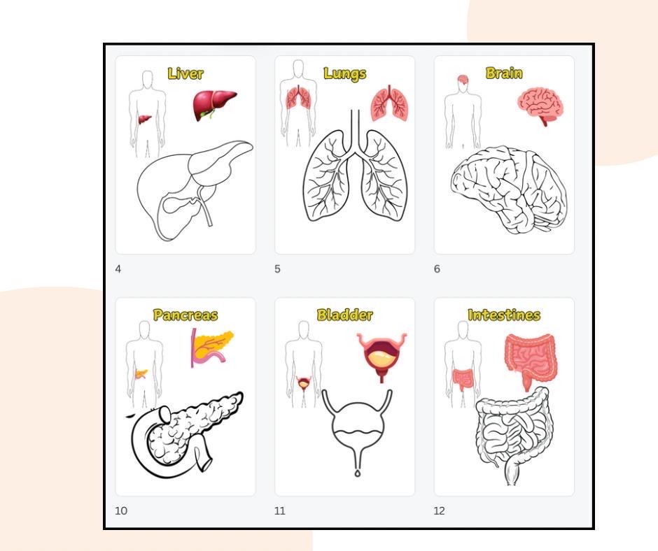 Human Body Organs, Human Body Coloring Pages, Human Anatomy, Coloring ...