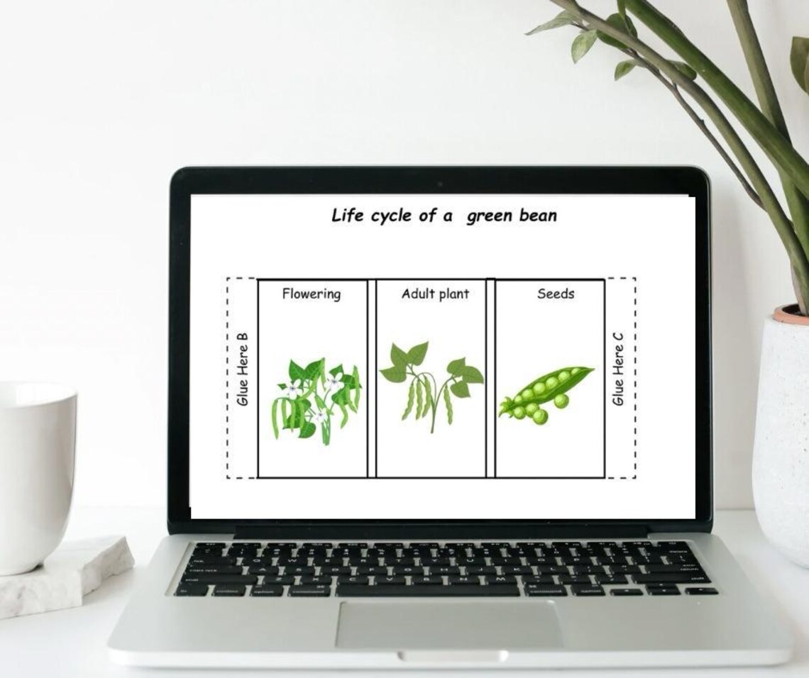 Life Cycle of a Plant Foldable, Science Lesson, Coloring Page Life ...