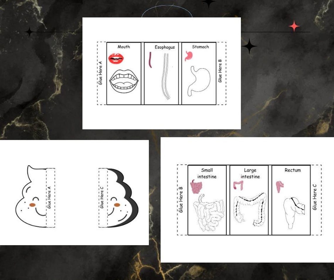 Human Body Digestive System Foldable Sequencing Activities for Kids ...