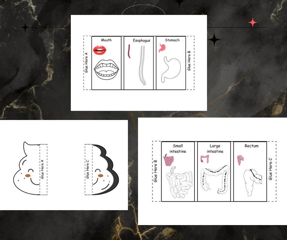 Human Body Digestive System Foldable Sequencing Activities for Kids ...