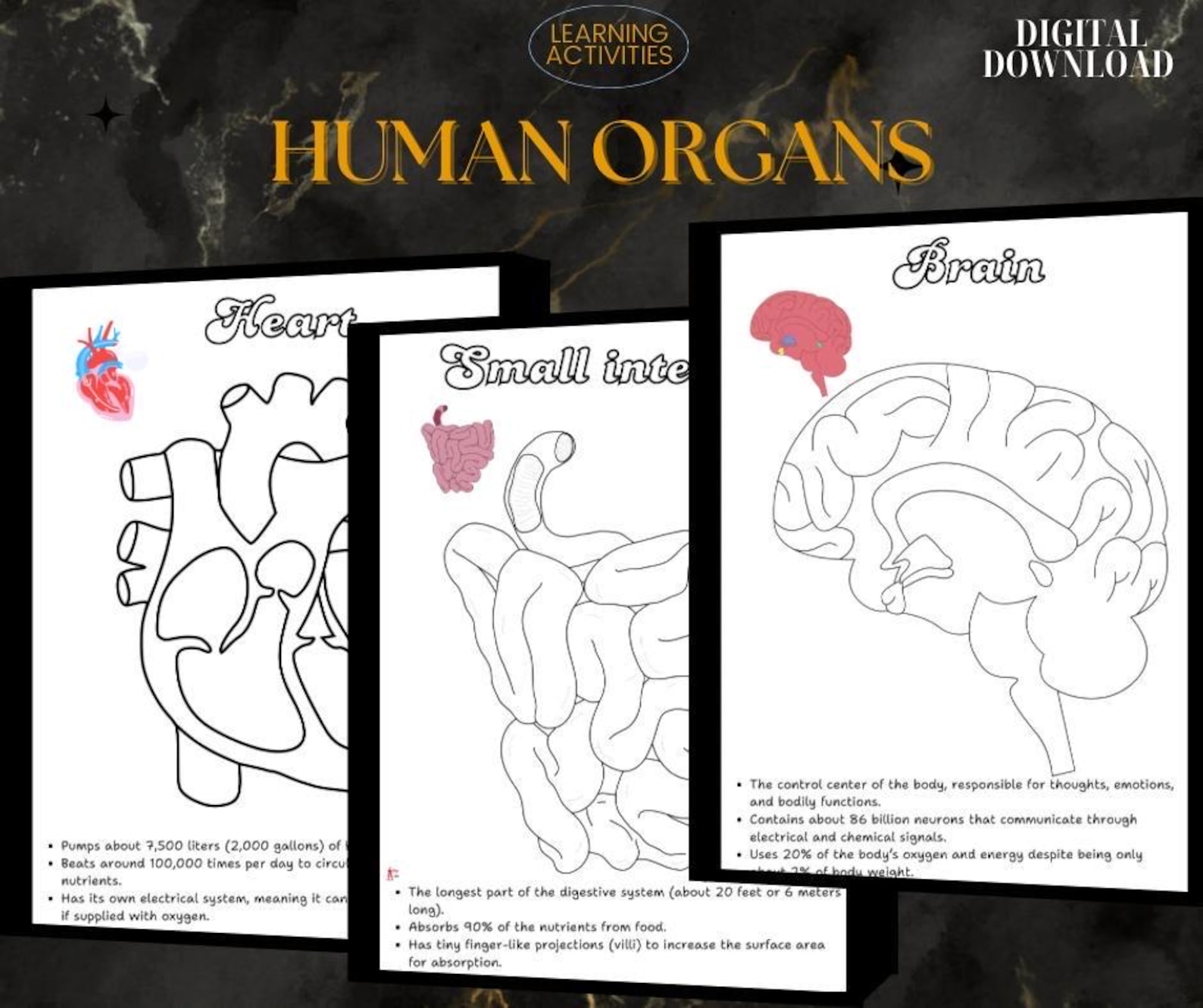 Human Organs Coloring Pages, Educational Anatomy, Anatomy for Kids ...
