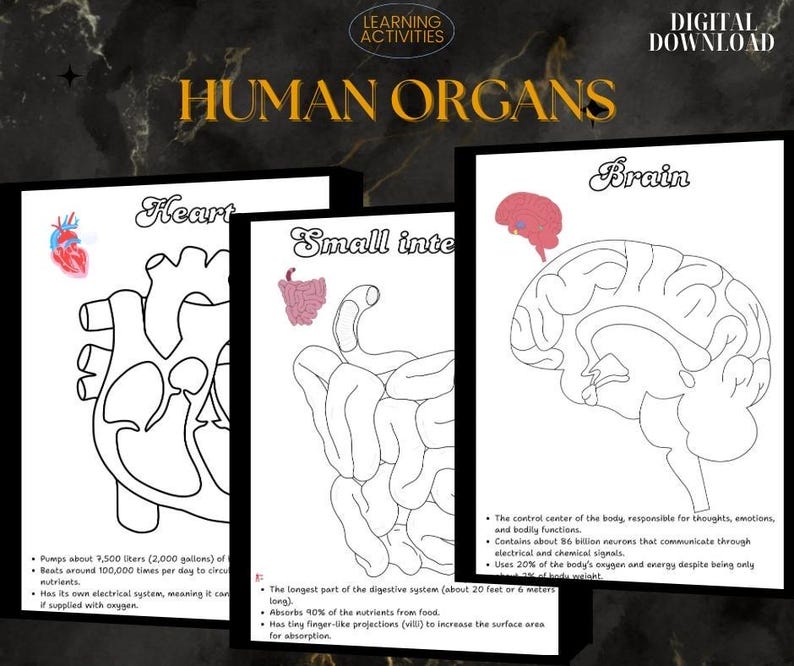 Human Organs Coloring Pages, Educational Anatomy, Anatomy for Kids ...