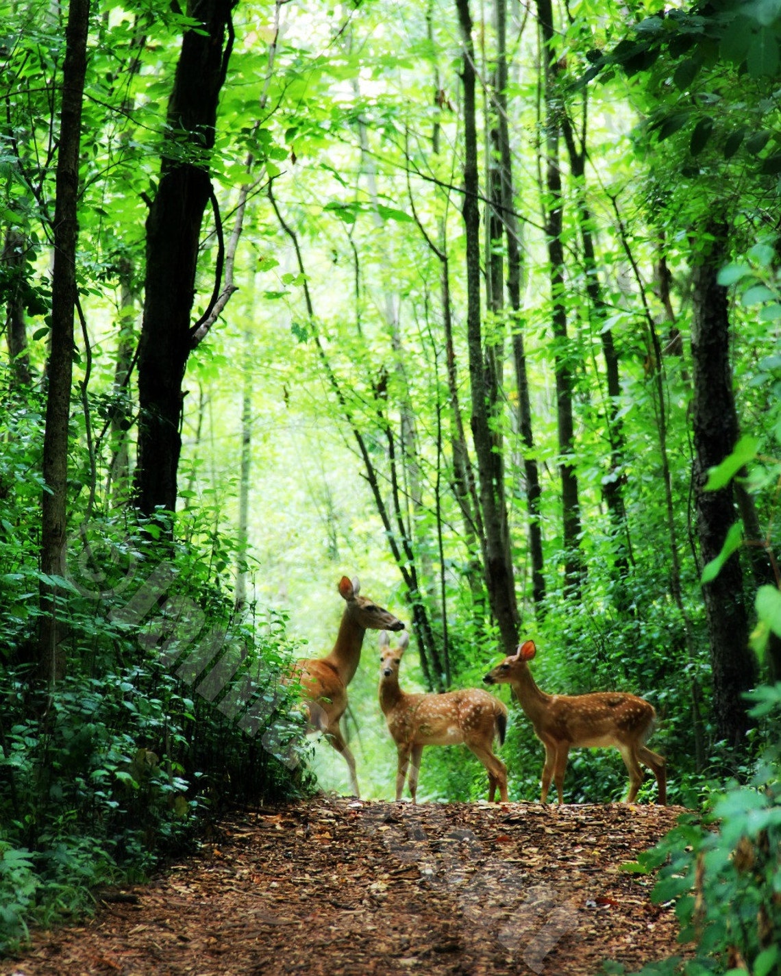 Deer Fawns Nature Fine Art Photography on Metallic Paper - Etsy
