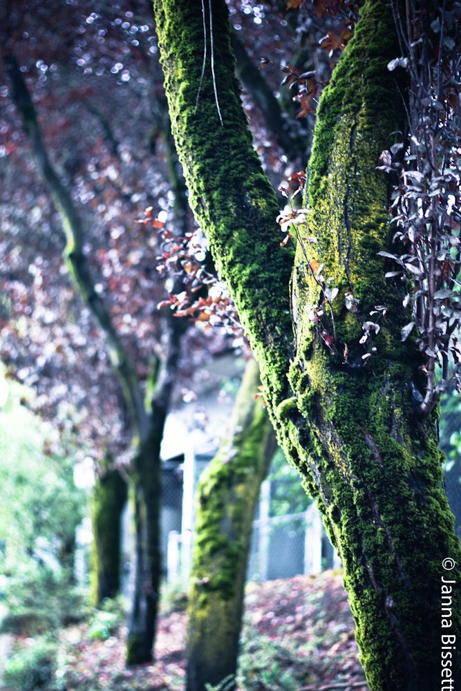 Lovely Mossy Tree in Portland Oregon Color Art & Collectibles ...