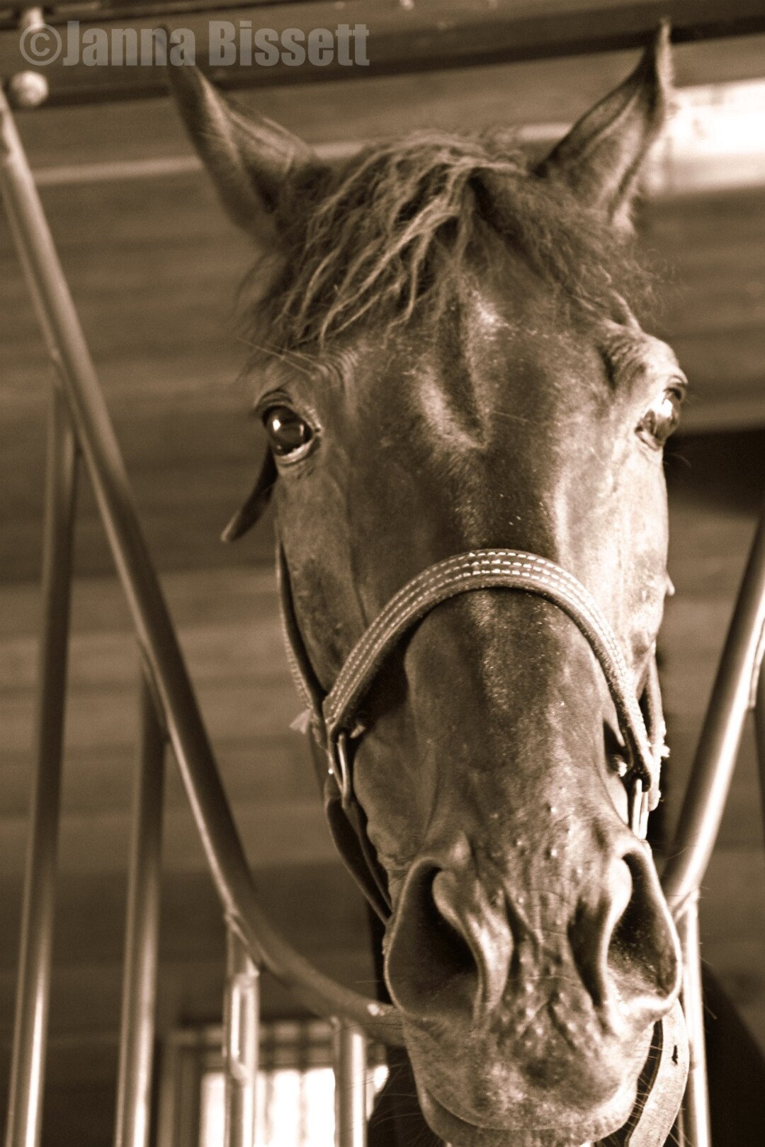 Sepia Horse Fine Art Animal Photography - Etsy