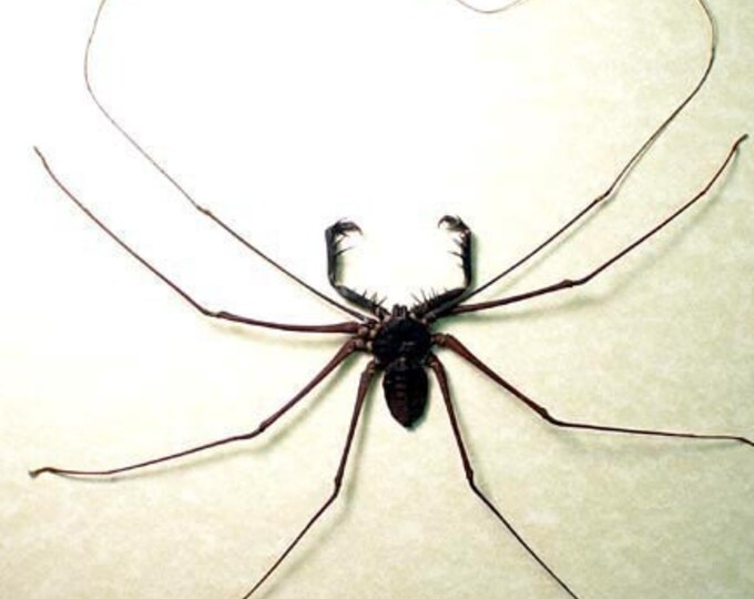 Real Giant Spiked Mandibles Cave Spider 2307 - Etsy