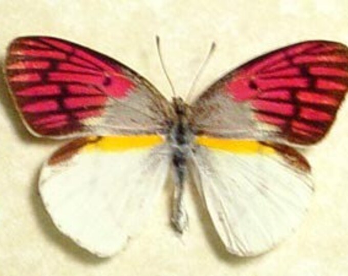 MADAGASCAR REAL RARE BUTTERFLY COLOTIS ZOE 7750A ONLY 1 - Etsy