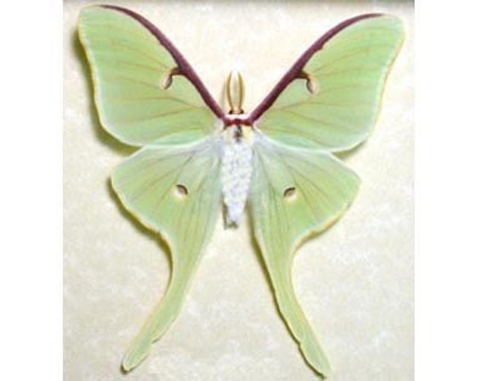 REAL LUNA MOTH MALE ACTIAS LUNA FREE SHIPPING IN A SHADOWBOX FRAME 1124 ...
