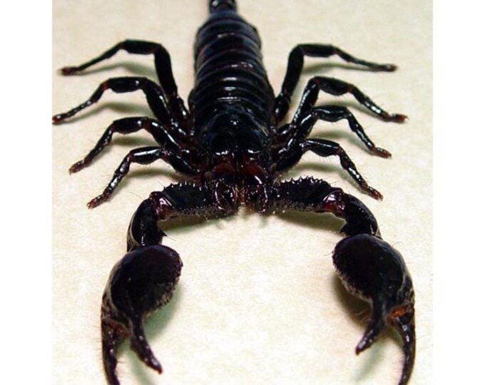 Huge Massive Real Scorpion Display Best Seller 14 Years 2322 - Etsy