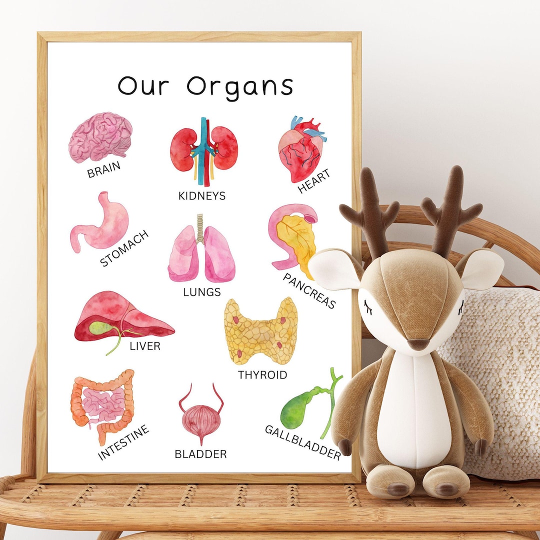 Kids Human Anatomy Poster - Educational Organs Chart for Children ...