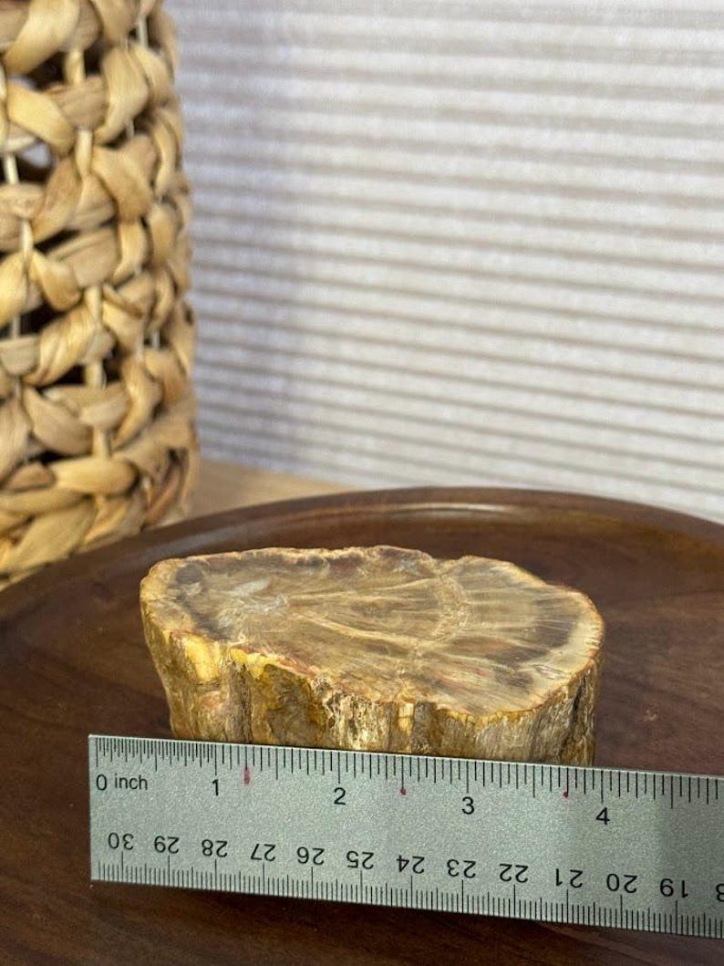 Petrified Wood Branch - Etsy