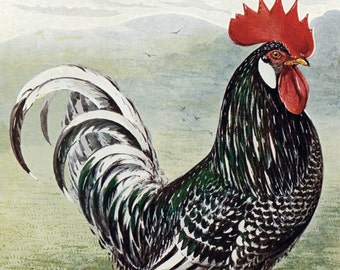 Ancona huhn | Etsy