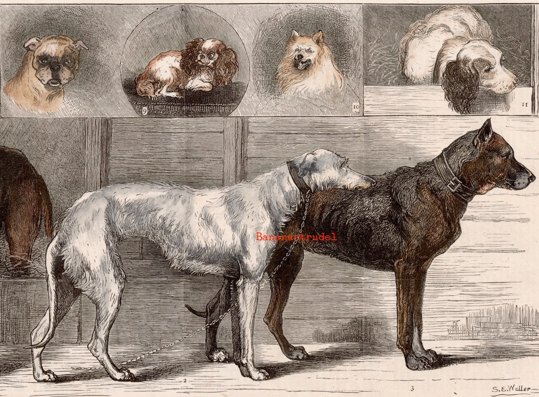 Dog Breeds - Birmingham Dog Show - Large Handcoloured Antique Print ...