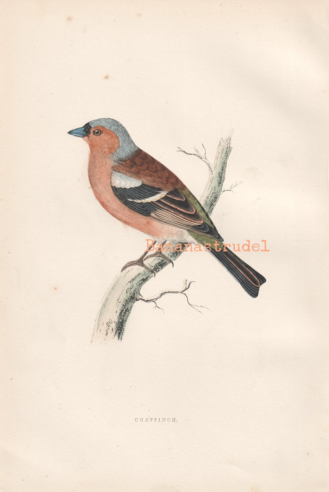 Antique Print of the Chaffinch - From 1891 - British Birds - Hand ...