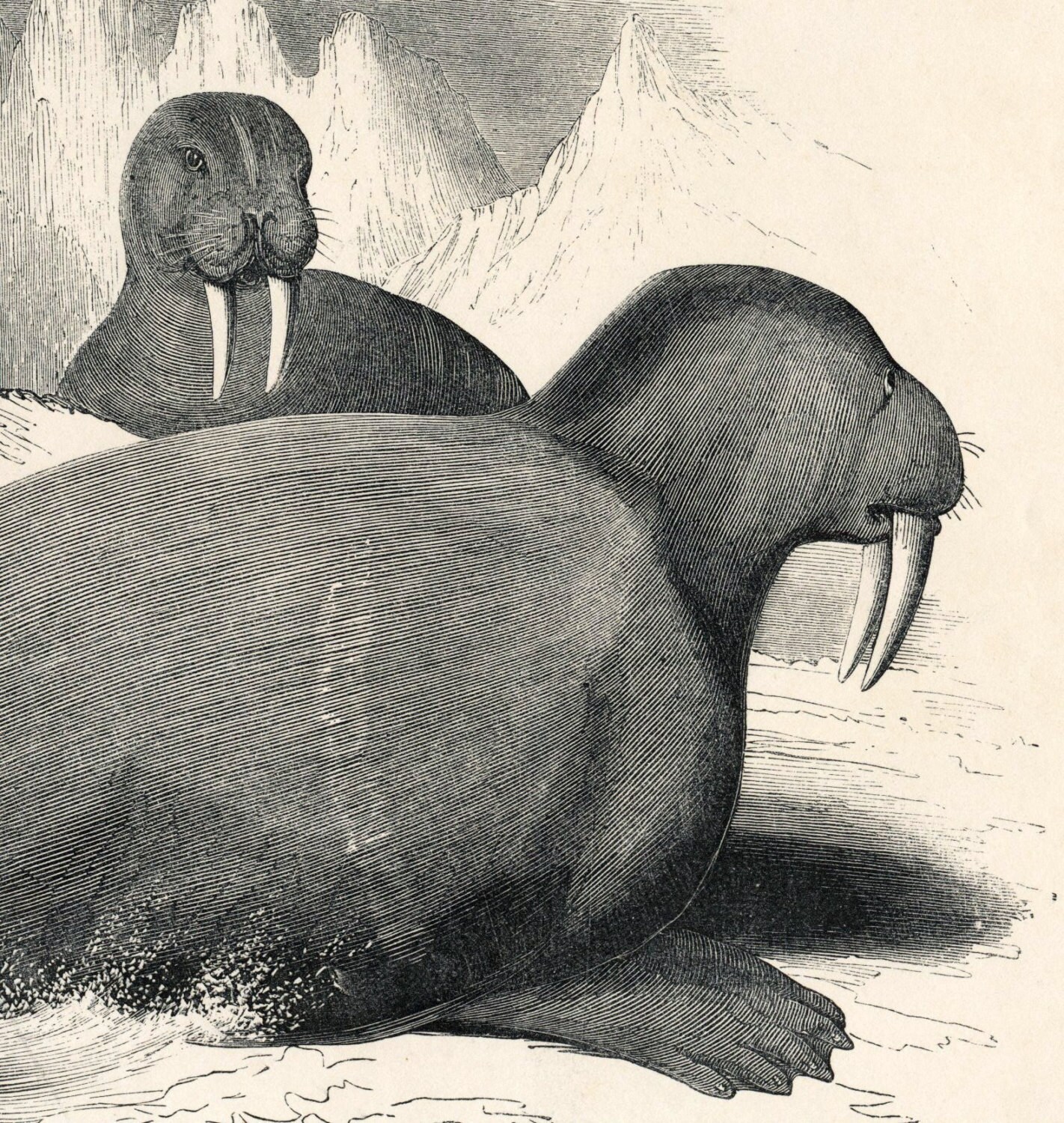 1840s-1850s Antique Engraving of the Walrus | Etsy