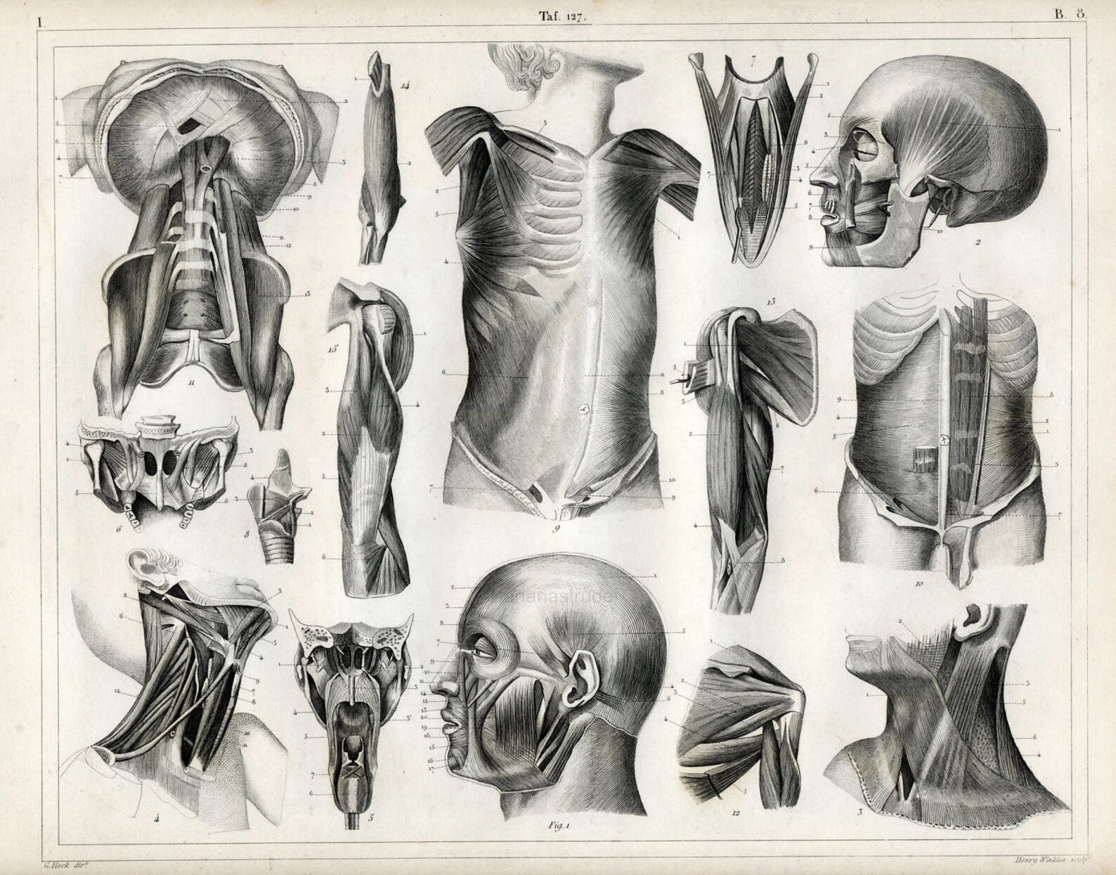 1860 Antique Print of Human Muscles Plate 127 - Etsy