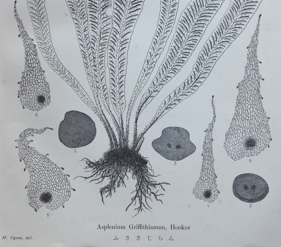 1936 Japanese Large Vintage Botanical Print. Asplenium - Etsy