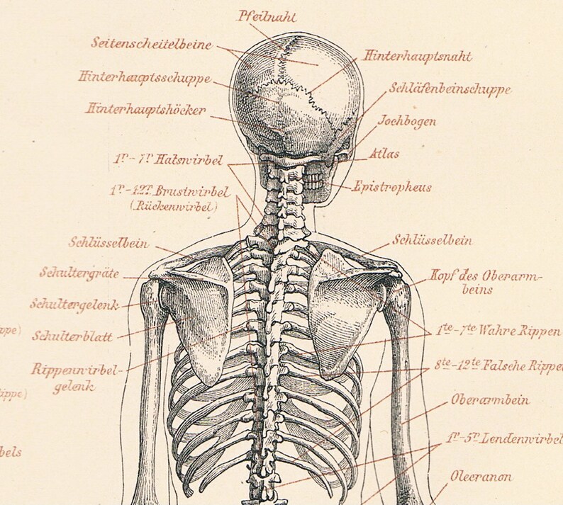 1874 Antique German Anatomy Engraving of Human Skeletons | Etsy