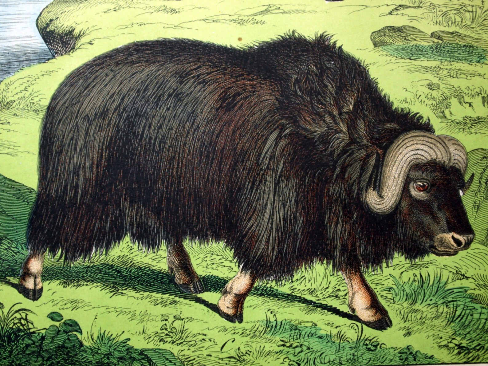 1889 Antique Double Plate Chromolithograph of Cattle - Etsy Canada