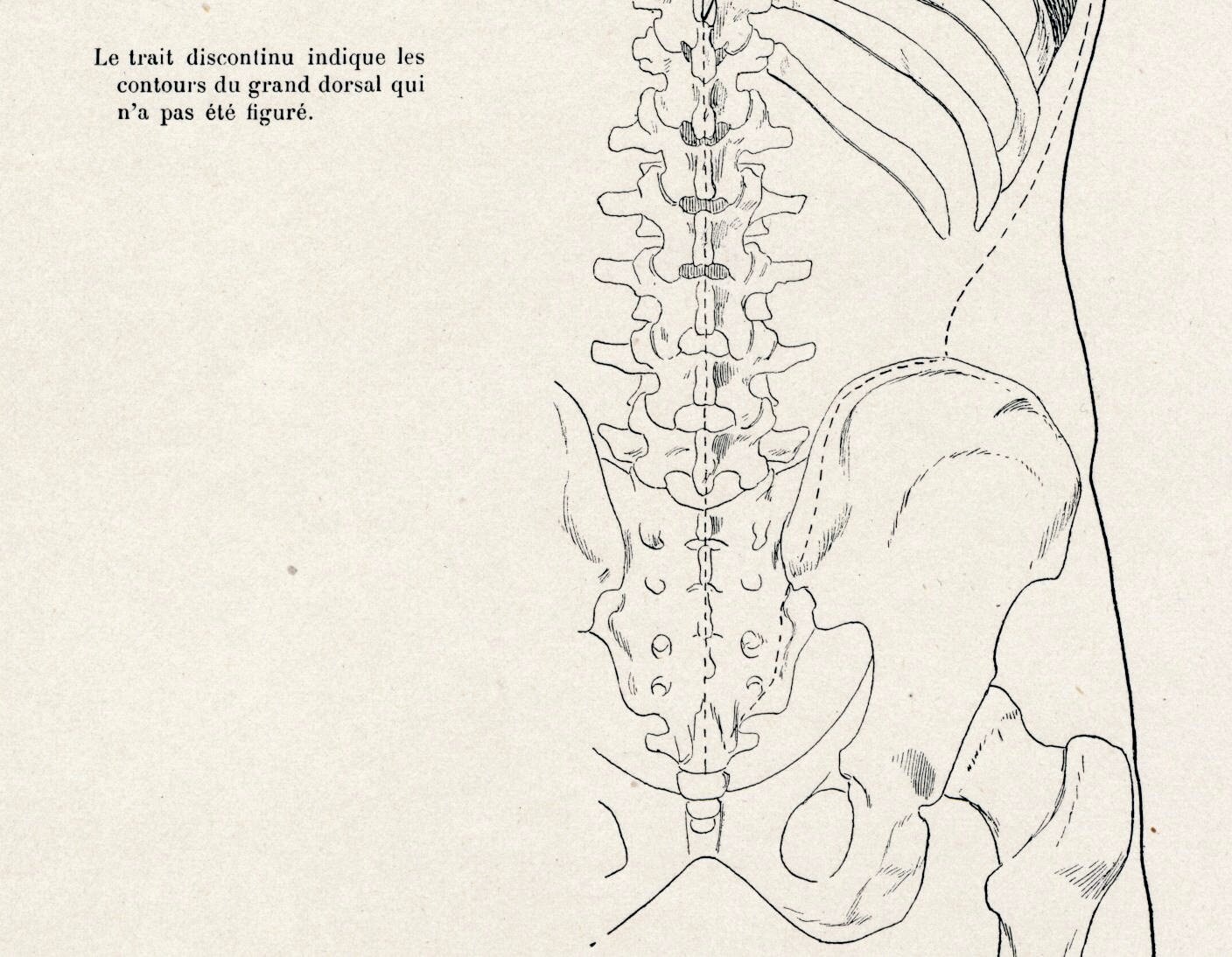 Large Antique French Anatomy Print Muscles of Torso and Neck - Etsy
