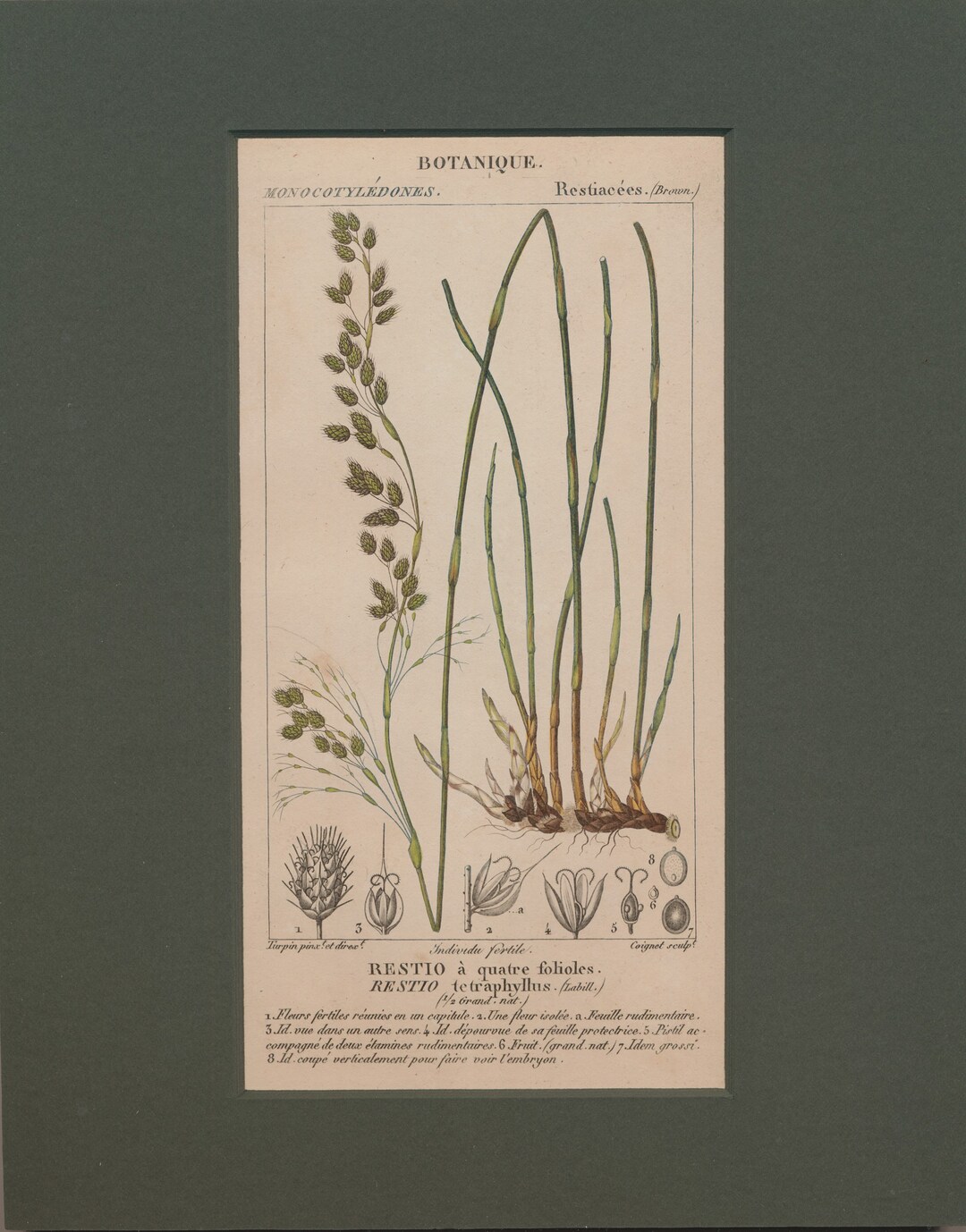 Antique Botanical Print - Tassel Cord Rush - Plume Rush - Restio ...