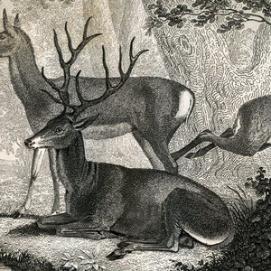 Antique Print of Stag, Deer, Roebuck, Ox, Sheep, Goat, Rabbit, Hare ...