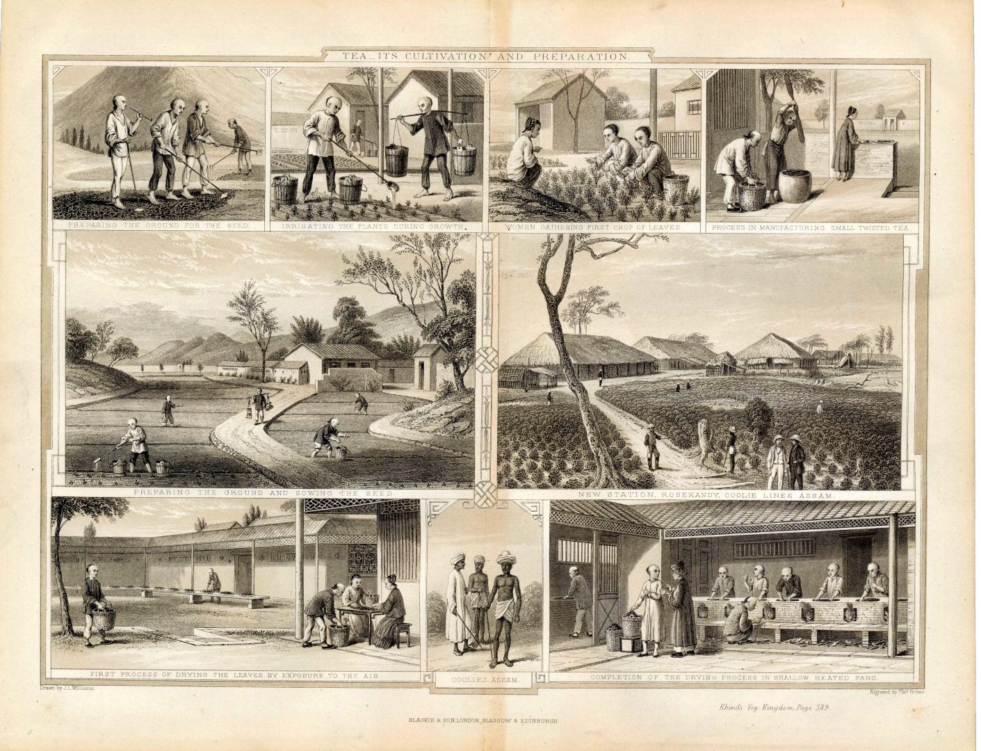 1870 Rare Antique Print of Tea History of Tea Tea | Etsy