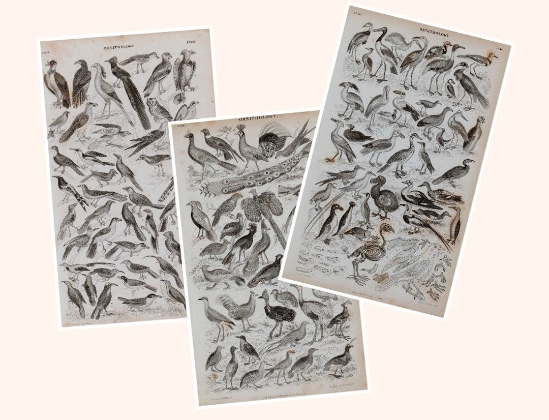 1853 Antique Bird Prints - Set of 3 - Rare Antique Goldsmith ...