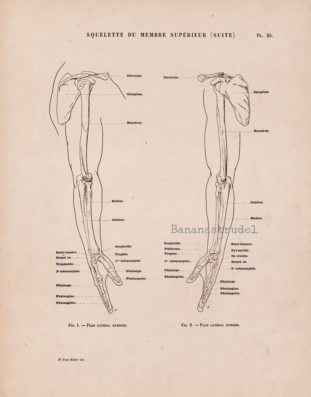 Large Antique French Anatomy Print - Skeleton of the Upper Limbs ...