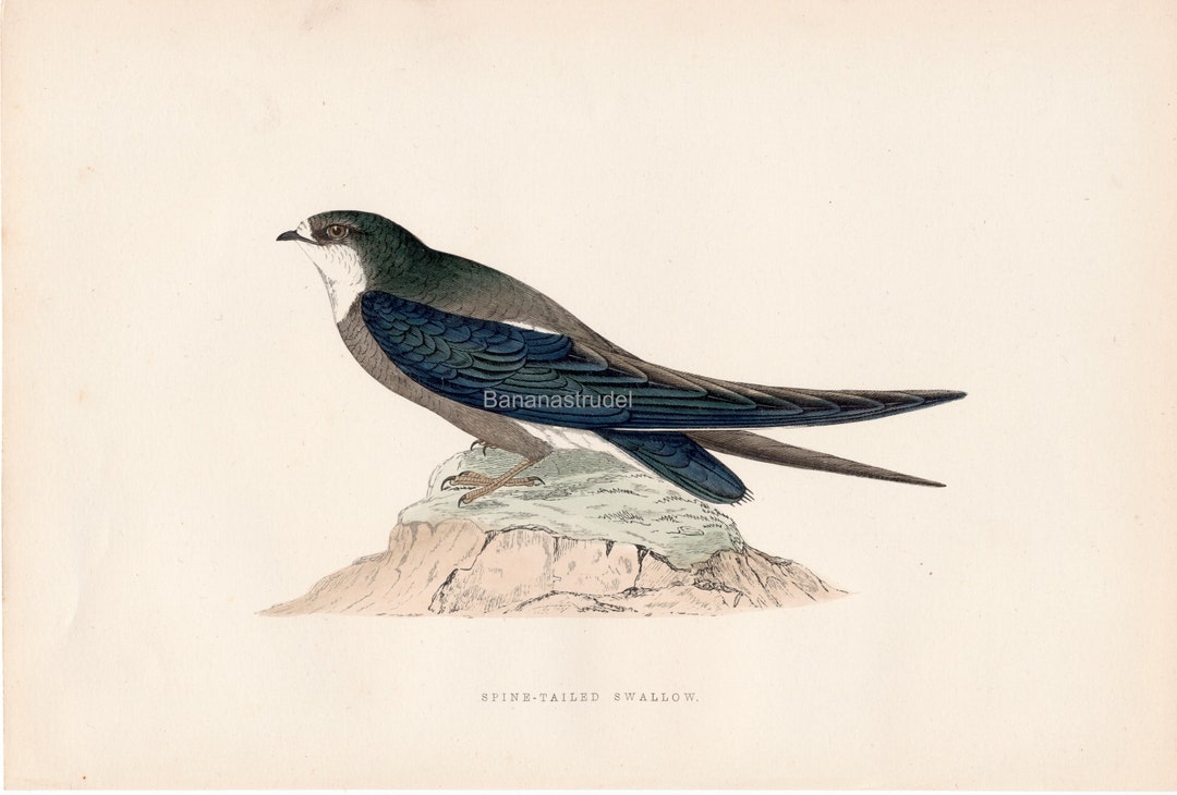 Antique Print of the Spine-tailed Swallow - From 1891 - British Birds ...