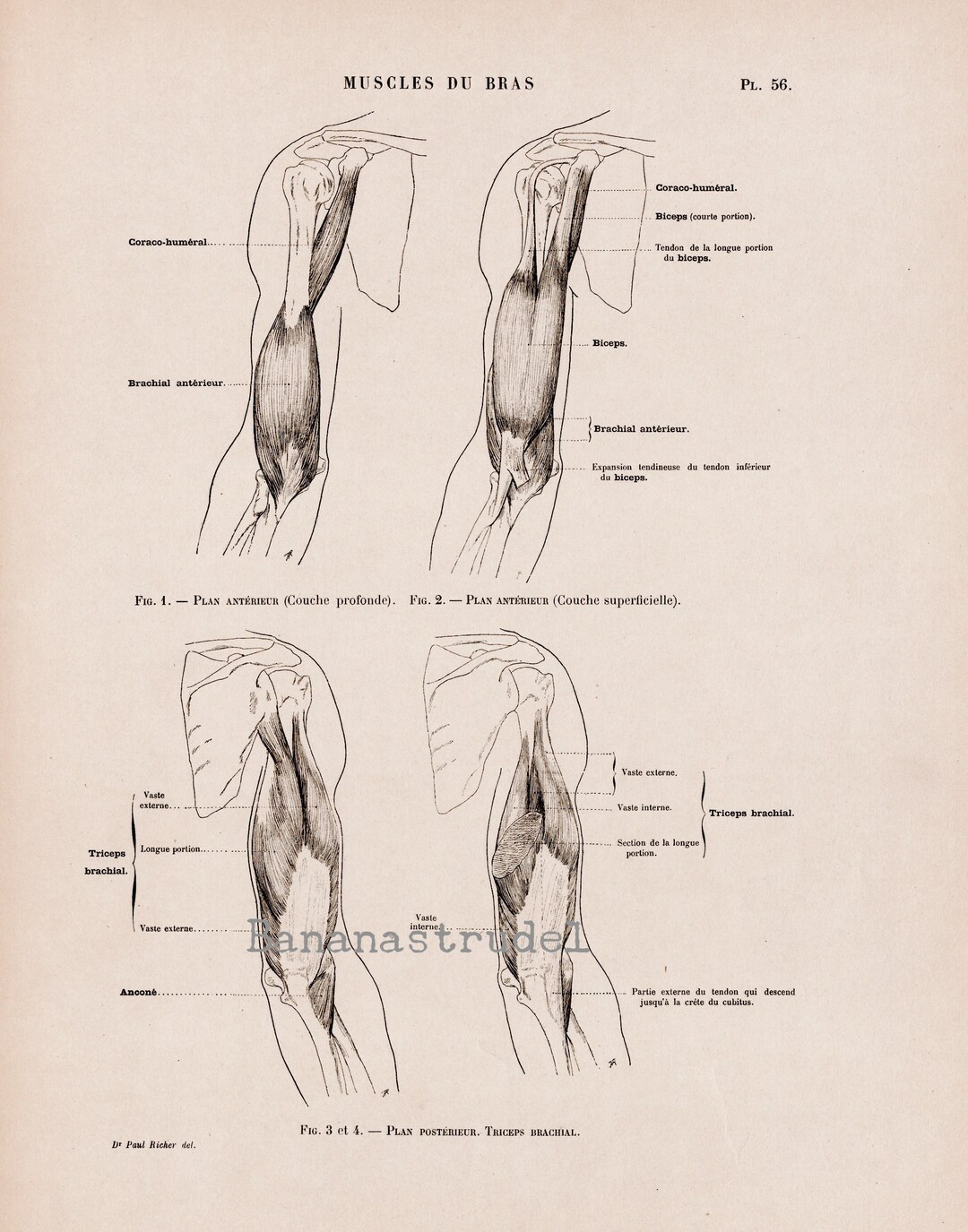 Large Antique French Anatomy Print - Muscles of the Arm - Plate 56 ...